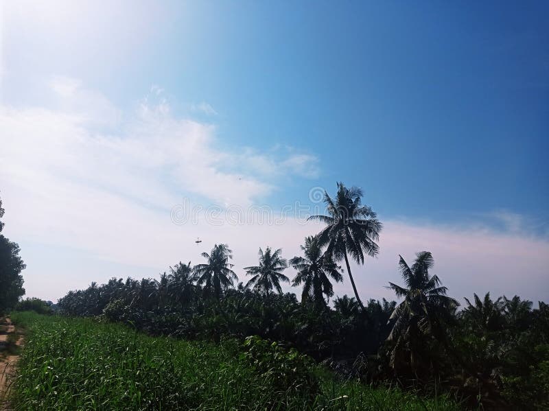 Sky , Tree , Cloud , Plant and Grass Stock Image - Image of field ...