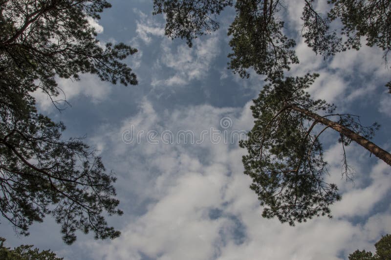 Sky with Tree Crowns. View Up from Ground Level. Beautiful Nature ...