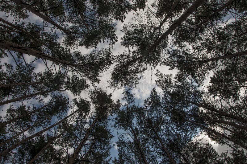 Sky with Tree Crowns. View Up from Ground Level. Beautiful Nature. Blue ...