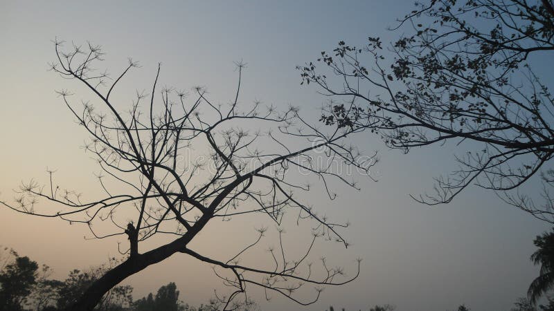Sky tree stock photo. Image of winter, tree, drop - 115305640