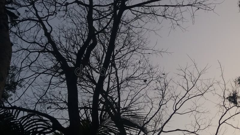 Tree shadow pictures stock image. Image of grey, tree - 101412351