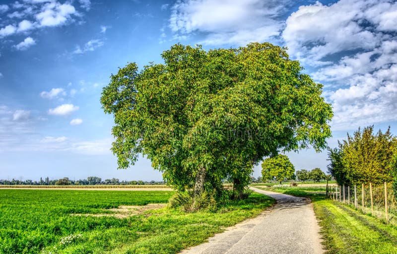 Sky, Tree, Field, Vegetation Picture. Image: 113168498