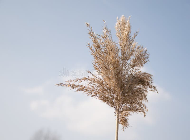 Sky, Tree, Grass Family, Branch Stock Image - Image of twig, branch ...