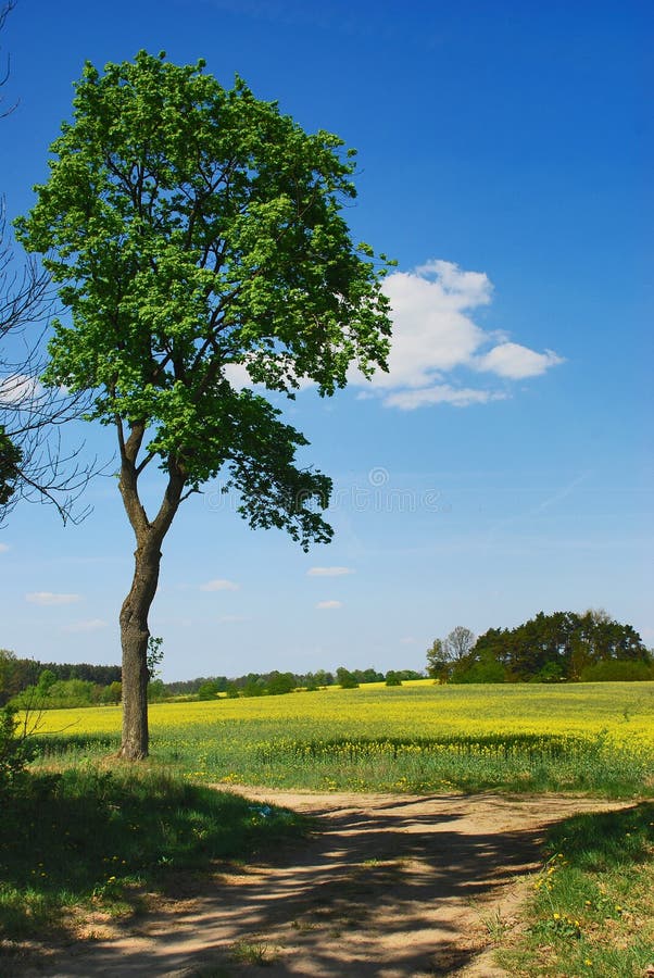 Sky, Tree, Grassland, Field Stock Photo - Image of sunlight, plain ...