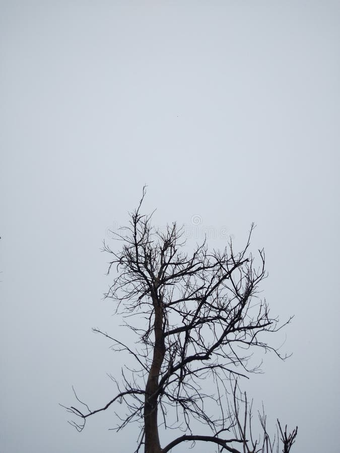 Sky Tree Gray color stock image. Image of leaf, wind - 184407775