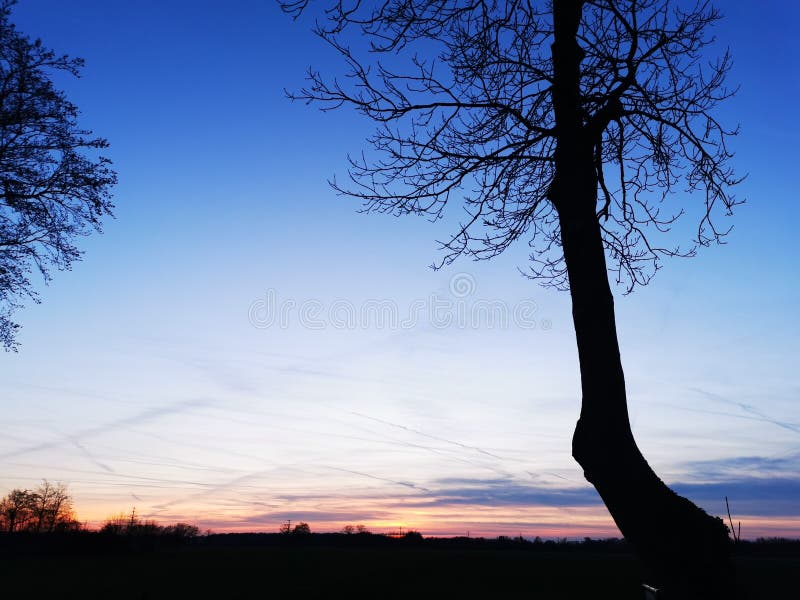 Sky Tree Landscape Photo Nature Horizontal Sunlight Sun Down Stock ...