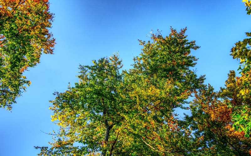 Leaf, Sky, Heat, Sunrise Picture. Image: 110936858