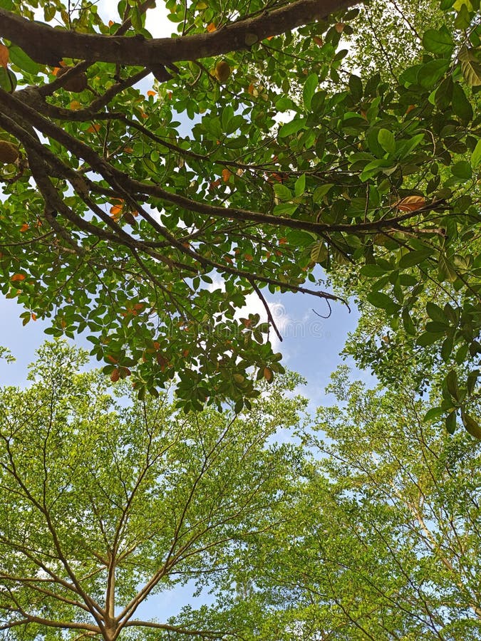 Sky Tree Natural White Beautifull Stock Photo - Image of grove, shrub ...