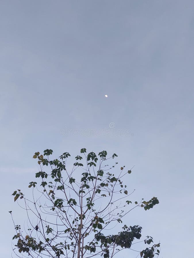 Sky with tree stock image. Image of cloud, flower, morning - 260621451