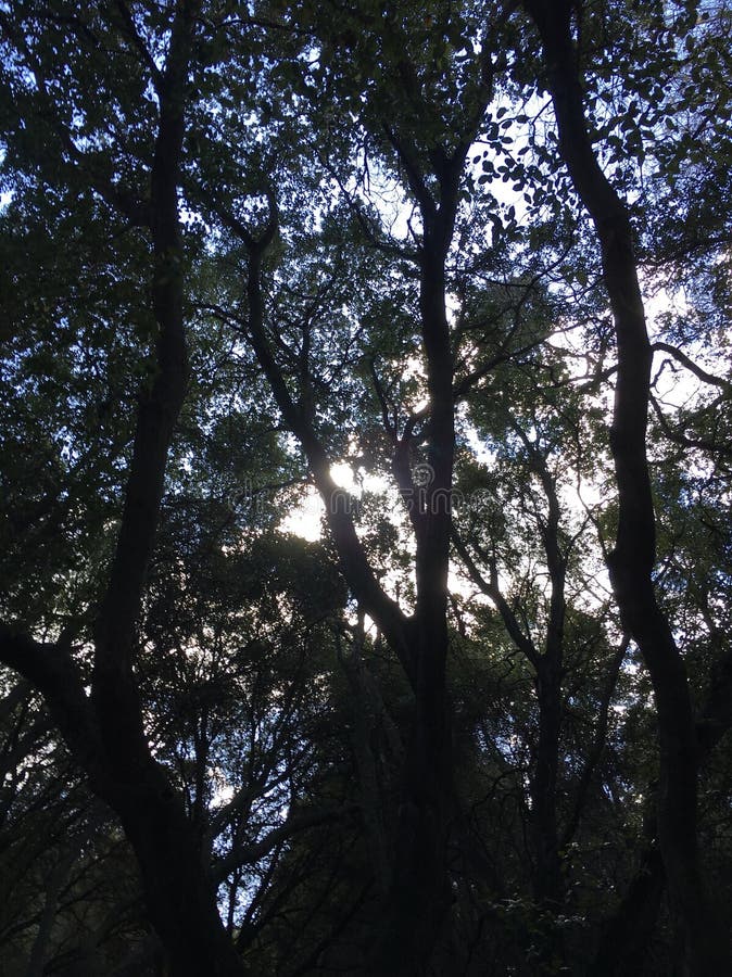 Sky and tree pictures stock image. Image of beautiful - 121905931