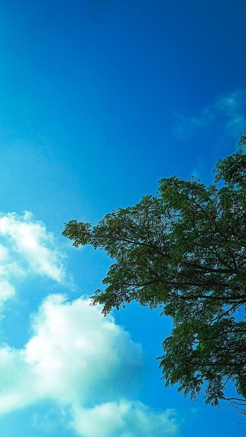 Sky and tree on the sunday stock photo. Image of leaf - 282167578