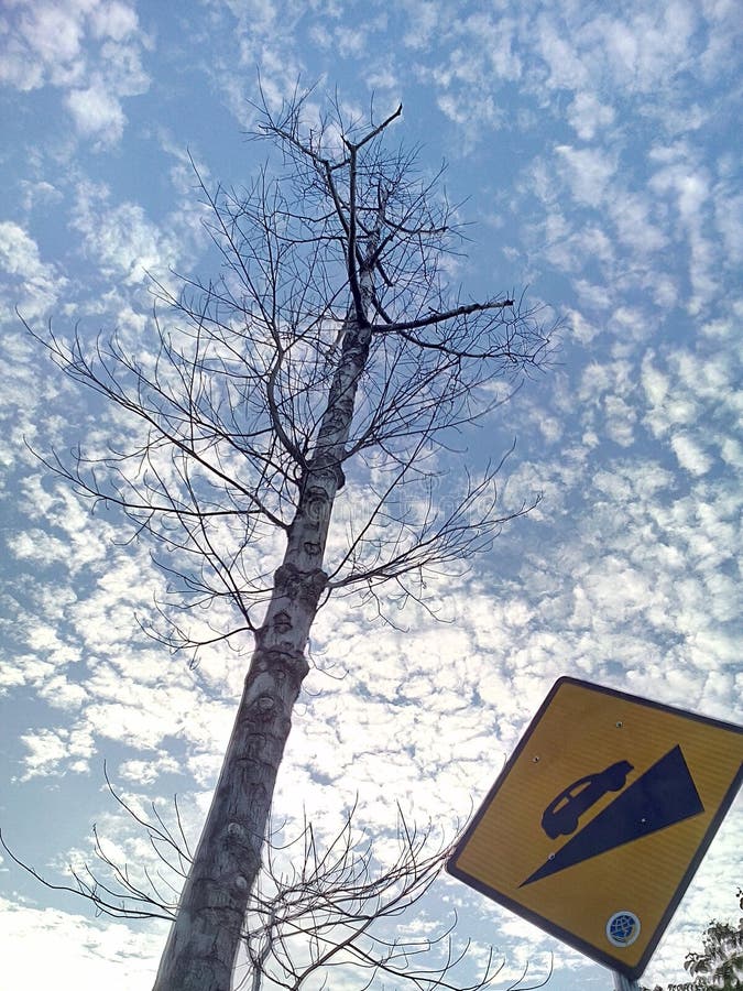 Sky, Tree, and Traffic Signs Stock Photo - Image of blue, traffic ...