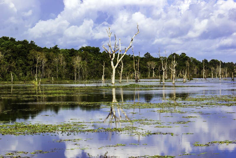 Sky Tree Water Reflection View in Siem Reap Stock Image - Image of ...