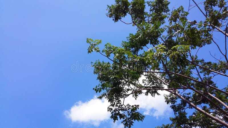 393 Tree Gress Stock Photos - Free & Royalty-Free Stock Photos from ...