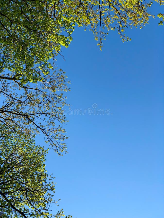 The Sky through the Trees in the Stock Photo - Image of nature, fresh ...