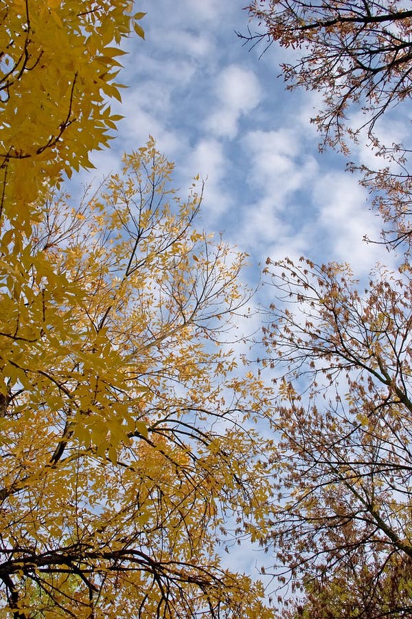 Sky and trees stock image. Image of park, outside, nature - 8668935
