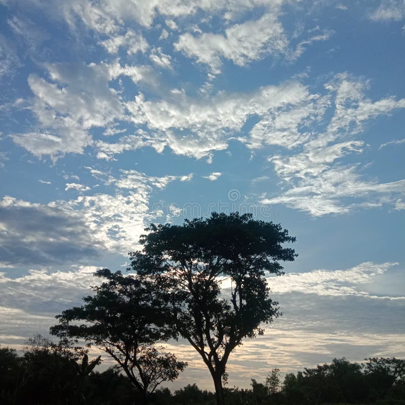 The Sky and Trees at Dusk are Eye-catching Stock Photo - Image of dusk ...