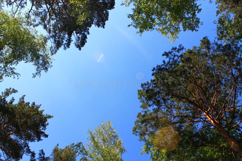Sky among the Trees in the Forest Stock Photo - Image of beautiful ...