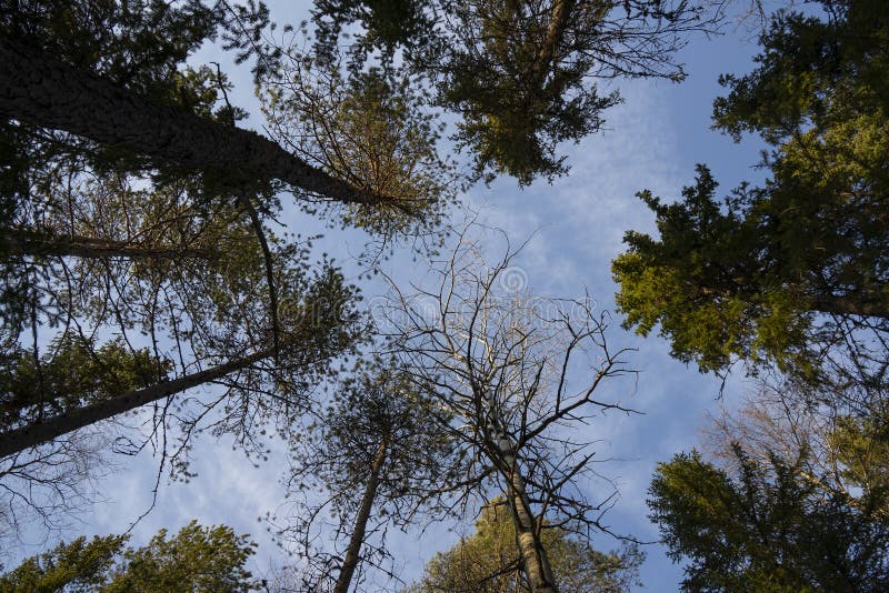A Coniferous Taiga Forest at Winter Time Stock Image - Image of ...