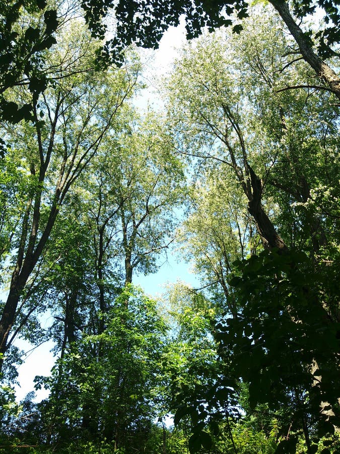 Sky through the trees stock photo. Image of nature, woodland - 43389320