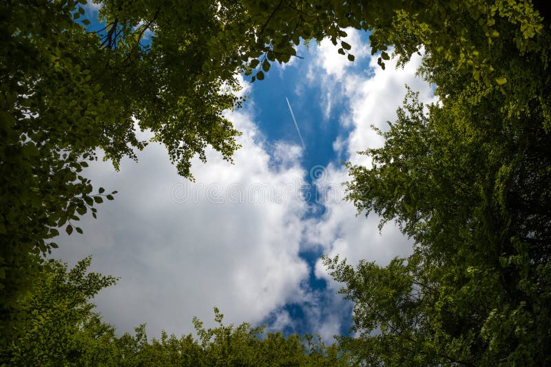 Sky through the trees stock image. Image of green, trees - 54725085