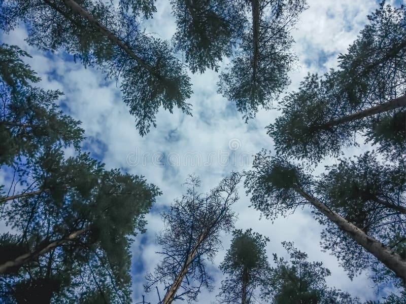 The Sky through the Treetops Stock Image - Image of upward, crowns ...