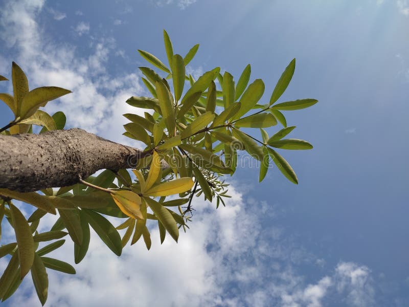 Sky and Try Tree Blue Green Stock Image - Image of tree, blue: 221681355