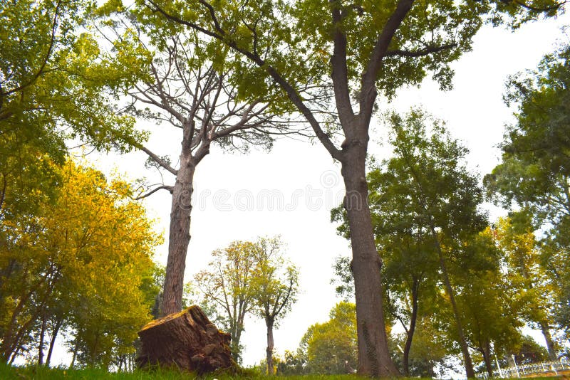 Sky between Two Trees. Two Trees Stock Image - Image of outdoor, clear ...