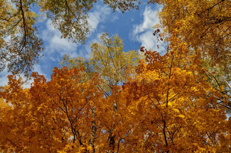Sky under the trees stock image. Image of maples, forest - 160402011