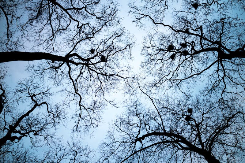 Sky Veins High Contrast Trees Sky Moon Stock Photos - Free & Royalty ...
