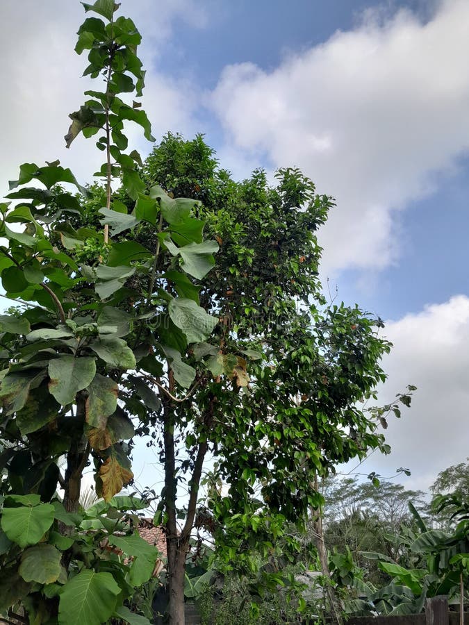 The SKY is VERY CLEAR the TREES are LUSH Stock Photo - Image of lush ...