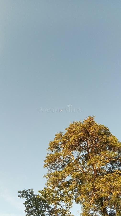 Sky View in the Afternoon Moon Tree Stock Photo - Image of appearance ...