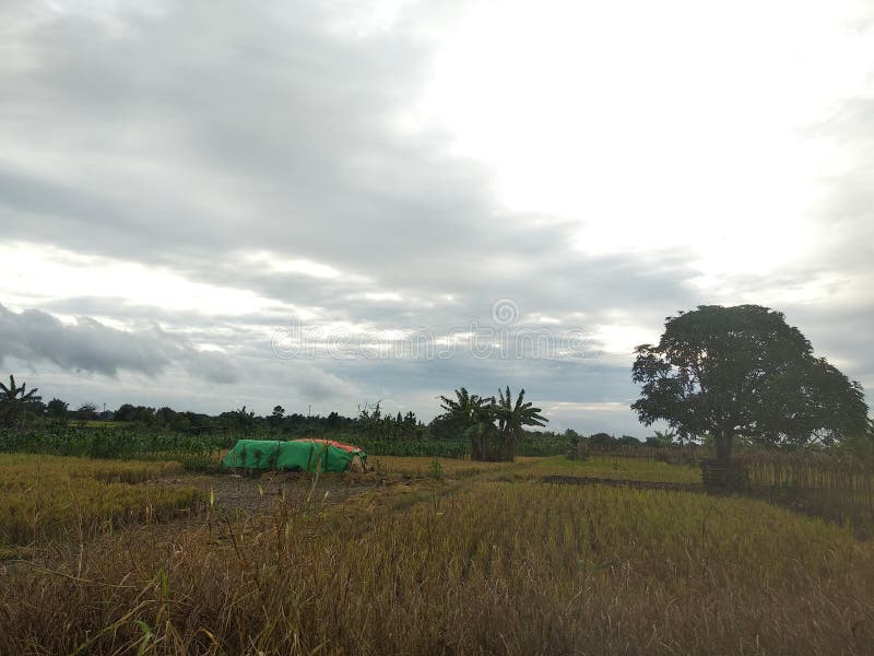 Sky View and Big Tree and Field Nature Stock Image - Image of tree ...