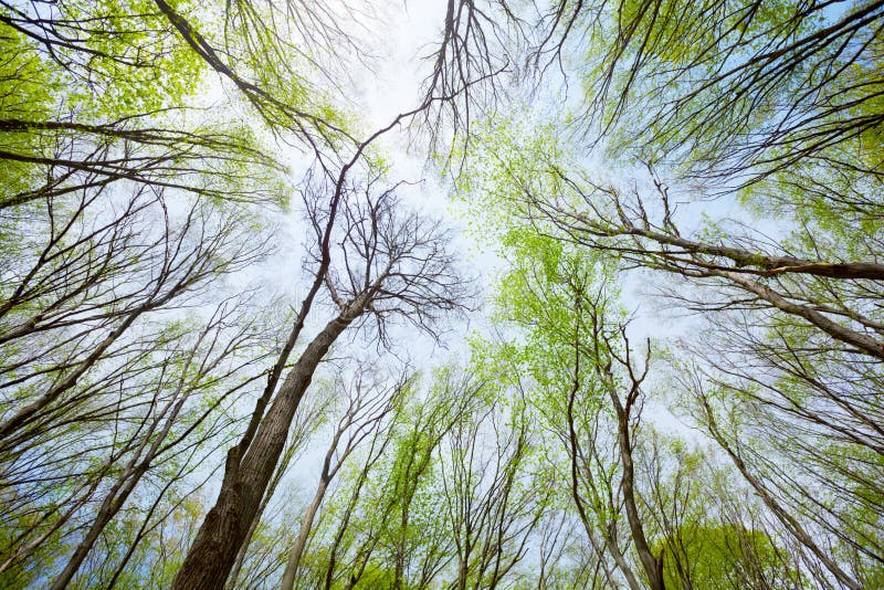Sky View in the Deciduous Spring Forest Stock Photo - Image of ...
