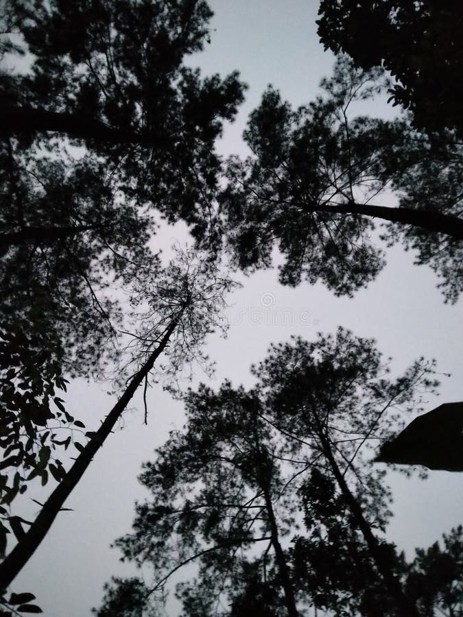 Sky View Forest at Trawas, Jawa Timur Stock Image - Image of trees ...