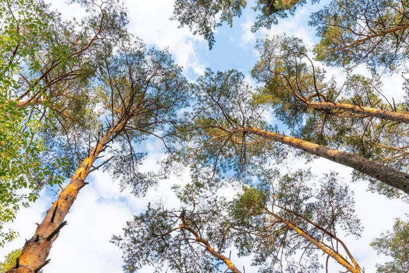 Sky View through the Pine Tree Crows Stock Image - Image of foliage ...