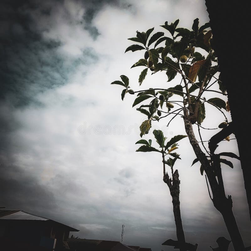 Sky View Seen from Under the Tree Stock Image - Image of growth ...