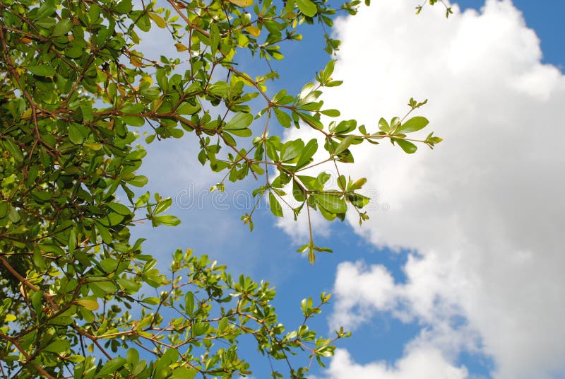 Sky view with a tree stock image. Image of green, cloud - 167976779