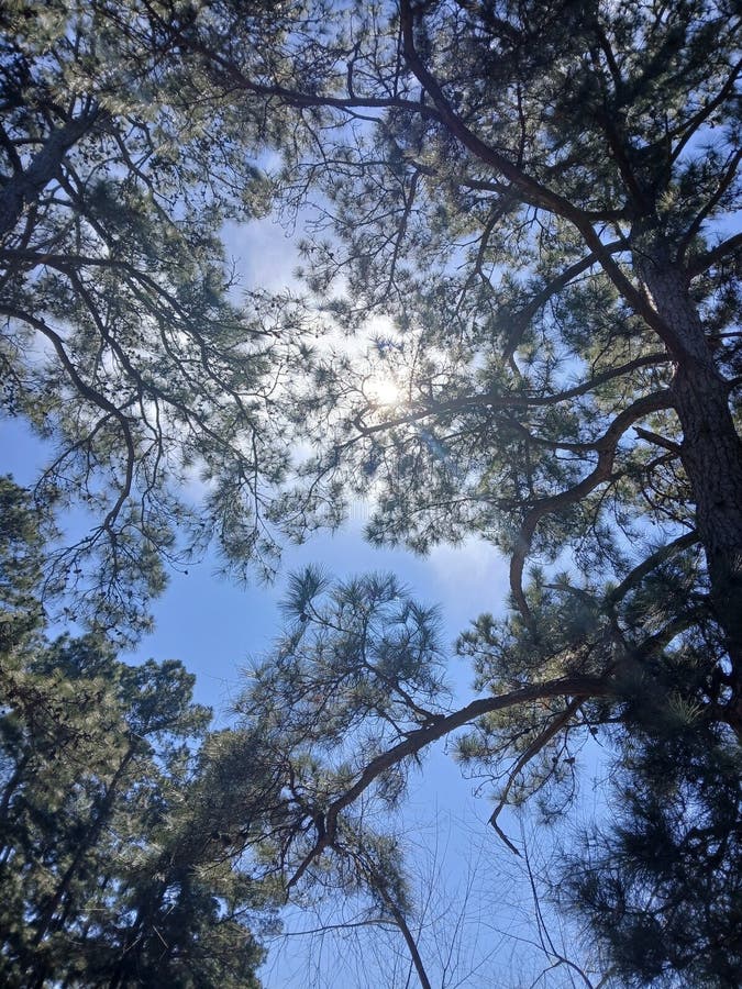 Sky view through trees stock image. Image of trees, view - 364266855