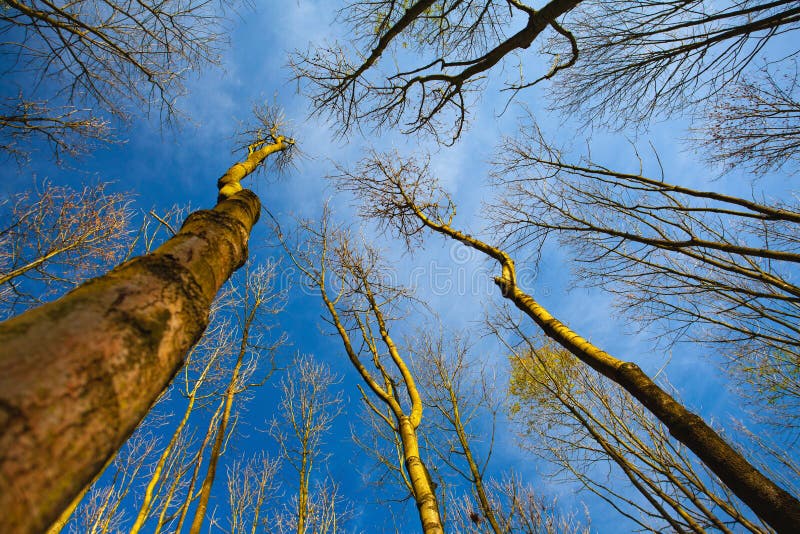 Sky View through the Trees of a Forest in Autumn Stock Photo - Image of ...