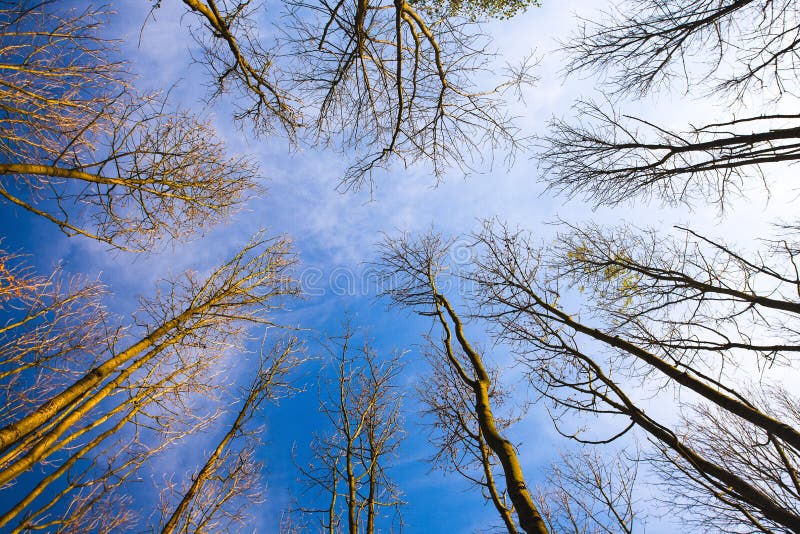 Sky View through the Trees of a Forest in Autumn Stock Image - Image of ...