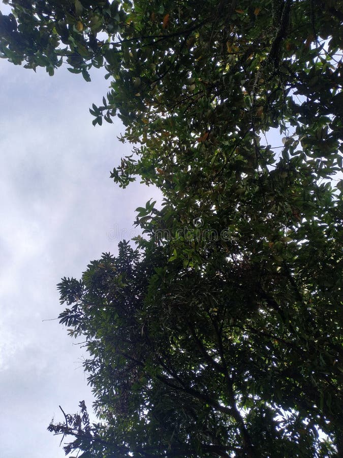 Sky View and Trees Photo from the Ground Stock Photo - Image of space ...