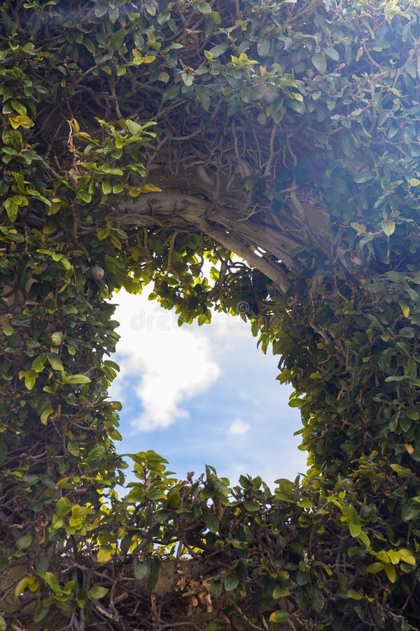 Sky View Trough Dense Tree Leaves Stock Image - Image of leaf, outdoor ...