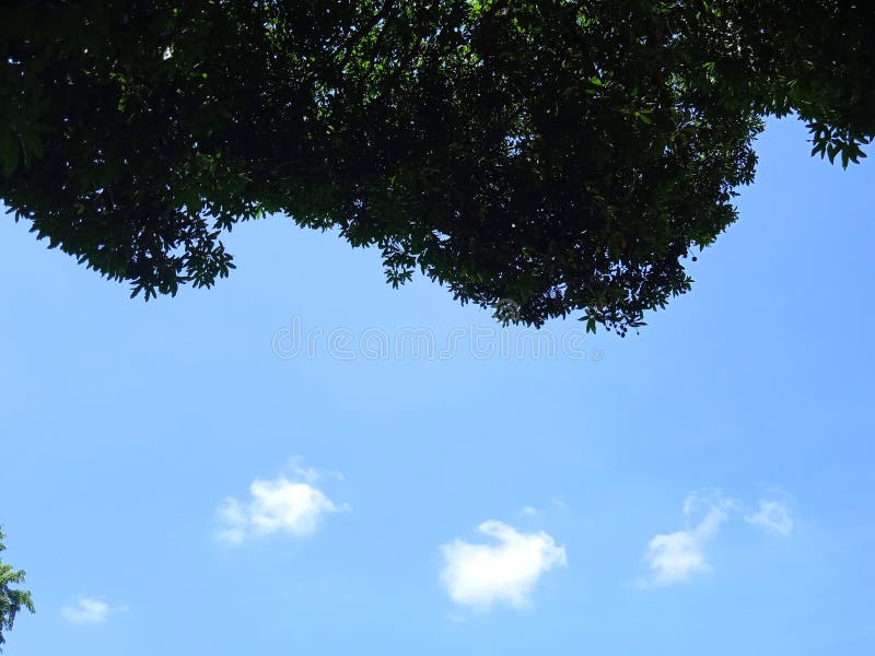 Sky View Under the Mango Tree at Midday Stock Image - Image of mango ...
