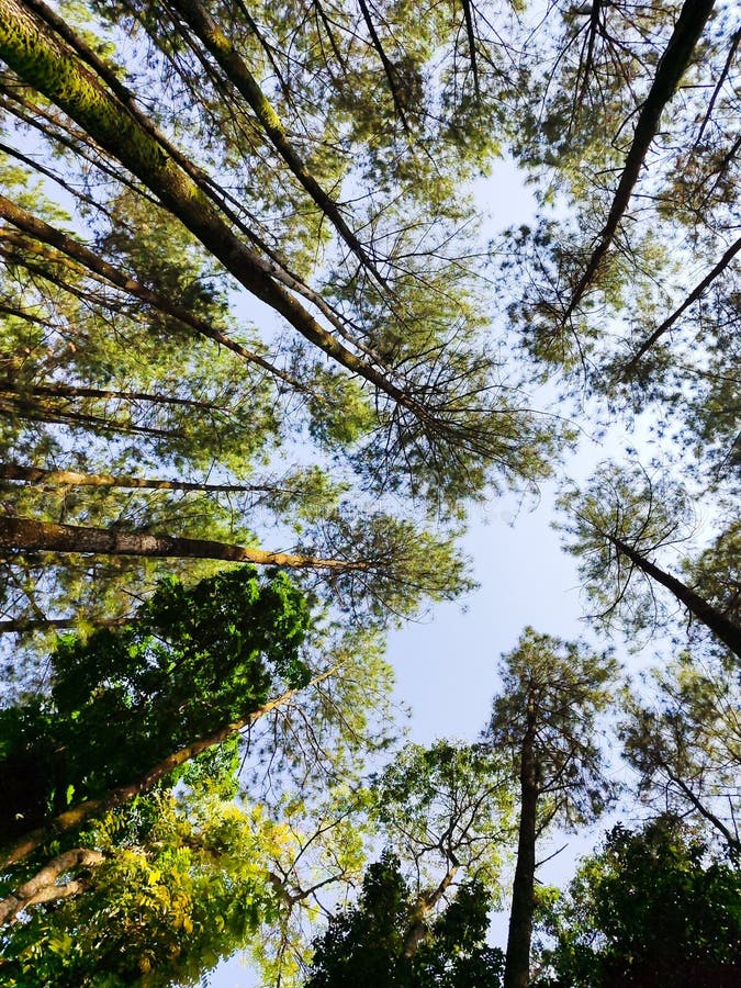 Sky View Under Pines Forest Stock Image - Image of view, pines: 317610673