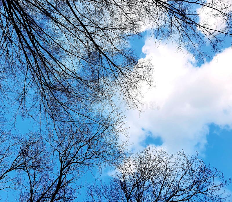 Sky Views Blue Sky White Clouds Beautiful Trees Space for Writing Stock ...
