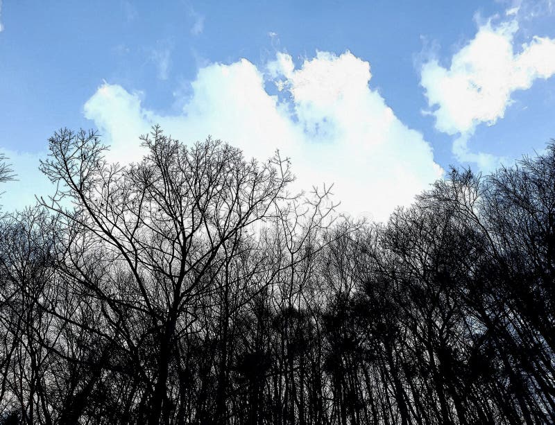 Sky Views Blue Sky White Clouds Beautiful Trees Space for Writing Stock ...