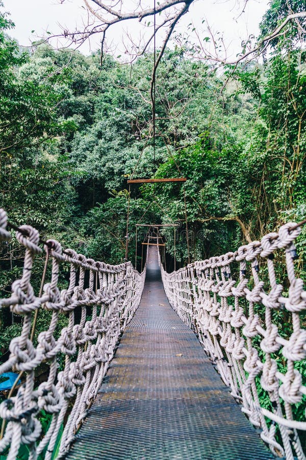 Sky walk in the jungle stock image. Image of cable, jungle - 262884341