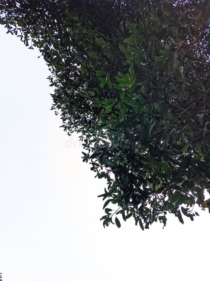 The Sky Was Partially Covered by the Rustling and Leaves of Trees Stock ...