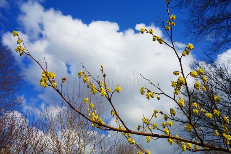 Yellow, Branch, Tree, Sky Picture. Image: 134701024